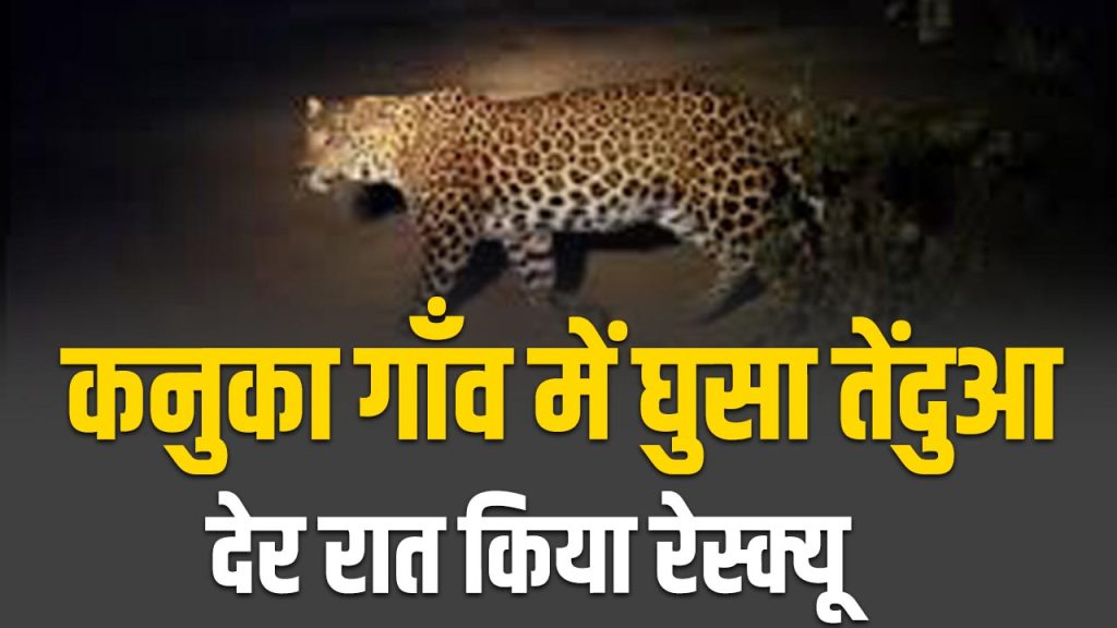 Leopard in Rewari News: कनुका गाँव घुसा तेंदुआ, देर रात टीम ने तेंदुए को किया रेस्क्यू, - Rewari ...